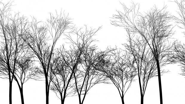 Rami, alberi e inedito design